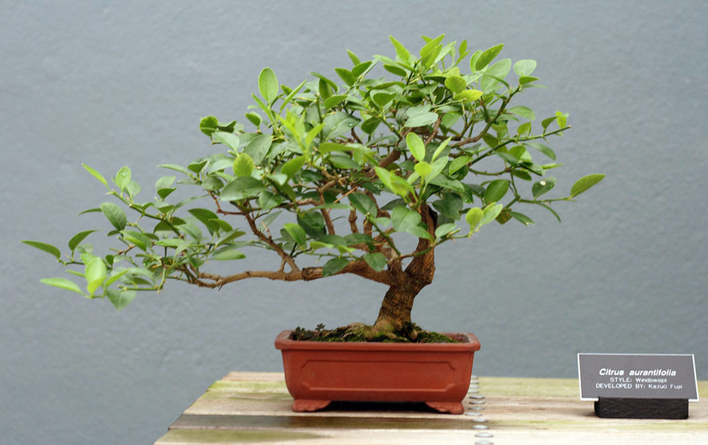 Master Gardener: Gardening in miniature with Bonsai | The Vidette