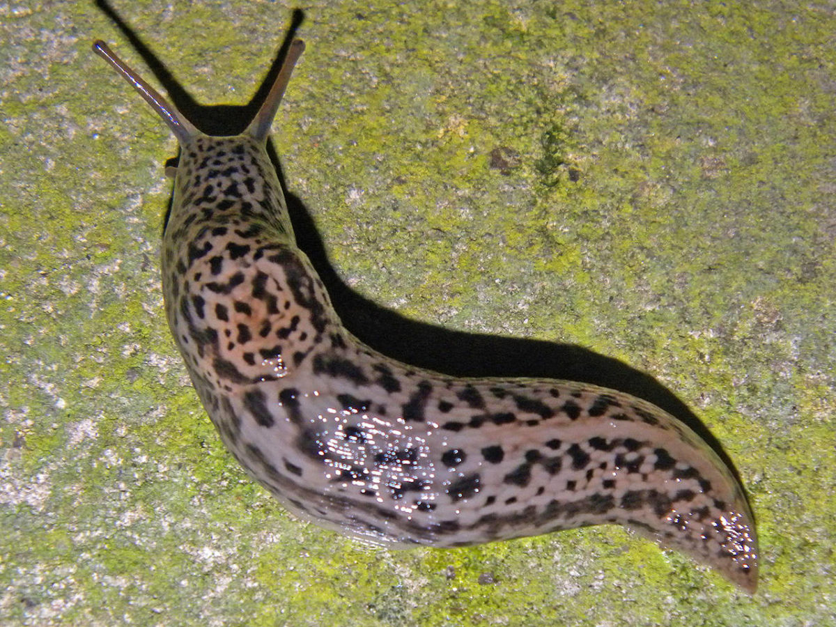 In defense of slugs: Show a little love | The Vidette